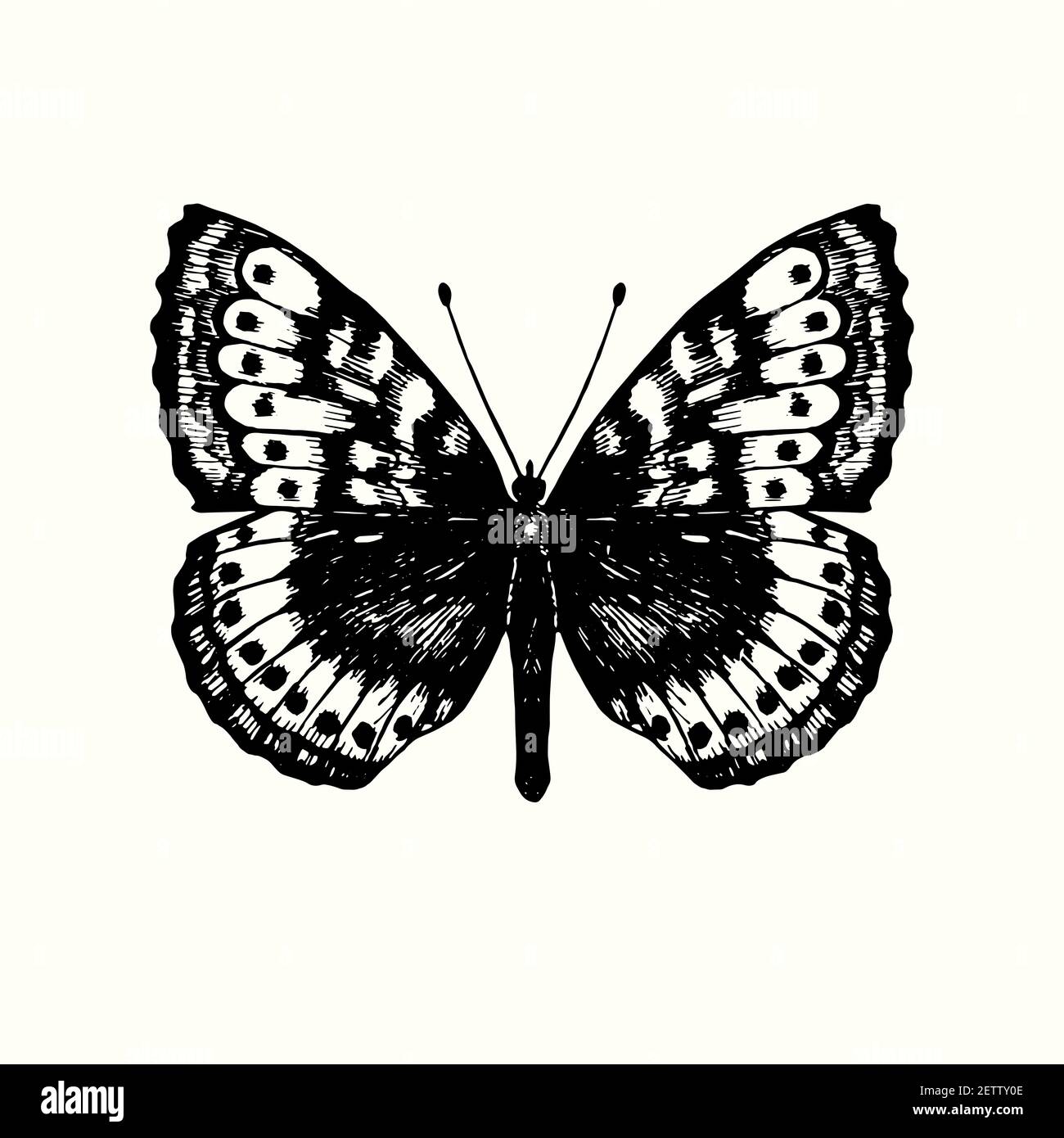 Boloria frigga, the Frigga fritillary, butterfly front view, hand drawn ...
