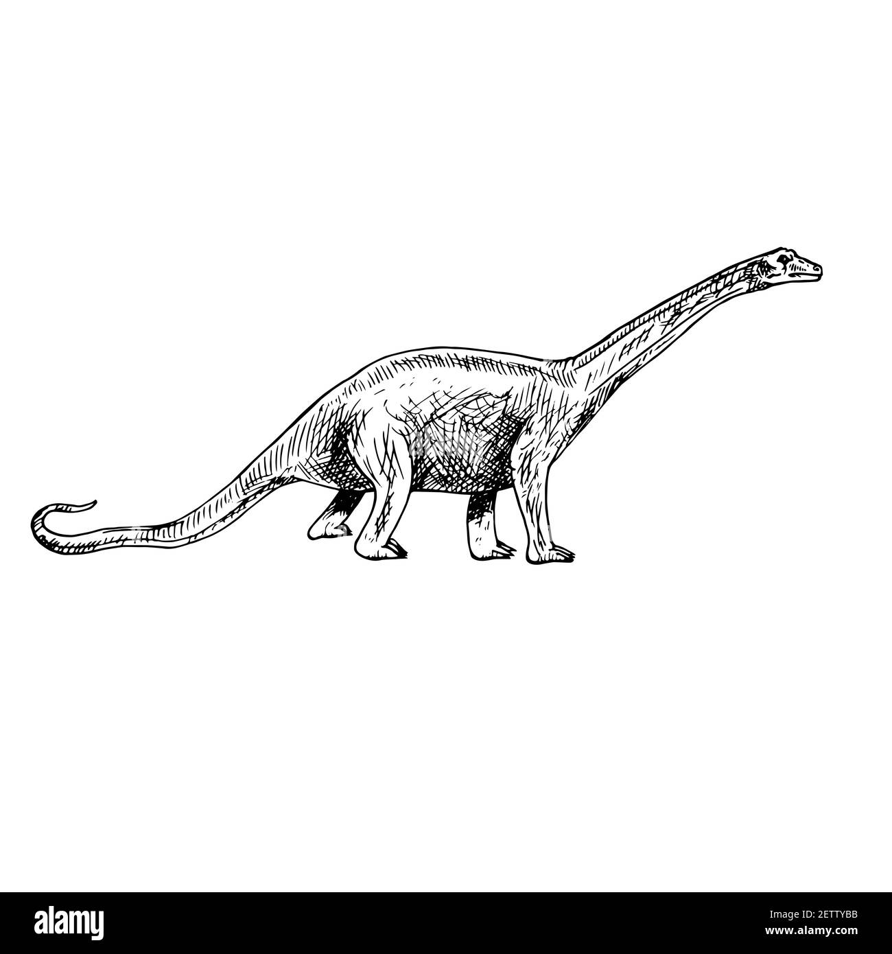 Diplodocus, hand drawn black and white doodle sketch, ink drawing ...
