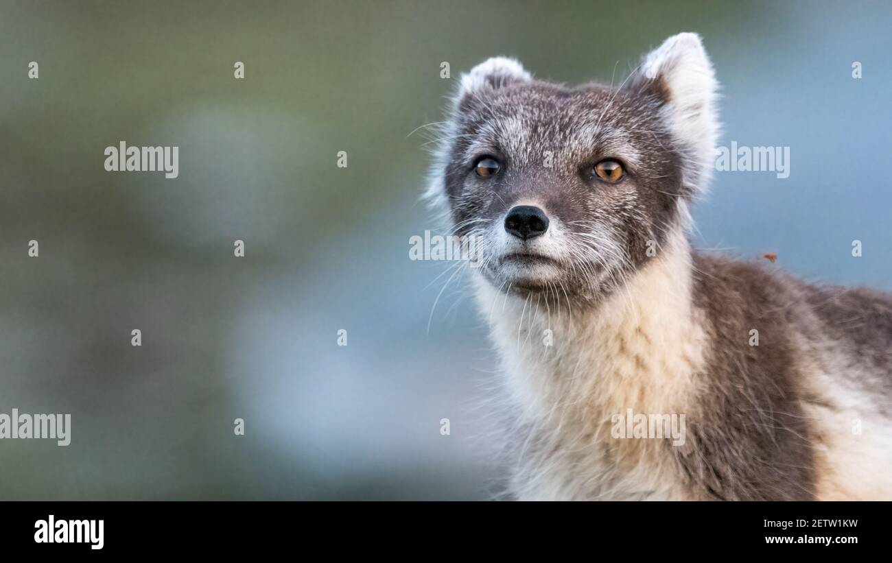 Arctic fox (gulpes lagopus) portrait with negative space Stock Photo ...