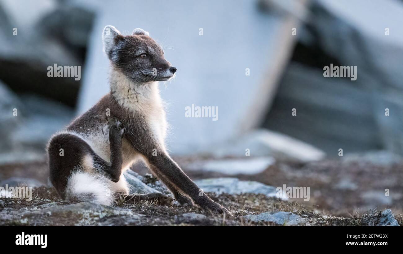 Arctic fox (gulpes lagopus) portrait with negative space Stock Photo ...