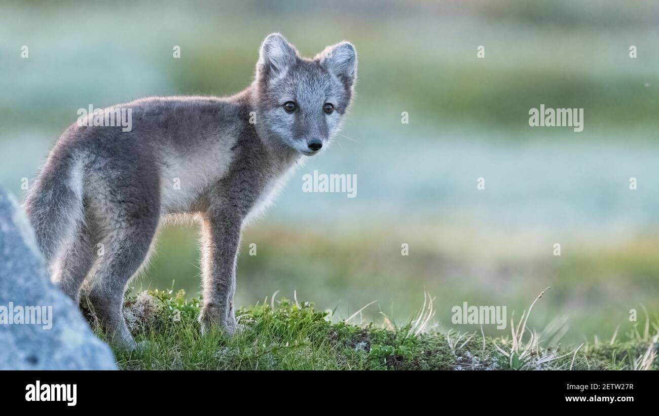 Arctic fox (gulpes lagopus) portrait with negative space Stock Photo ...