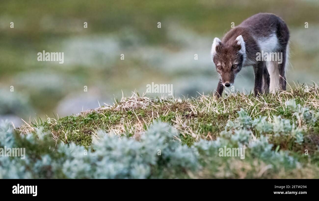 Arctic fox (gulpes lagopus) portrait with negative space Stock Photo ...