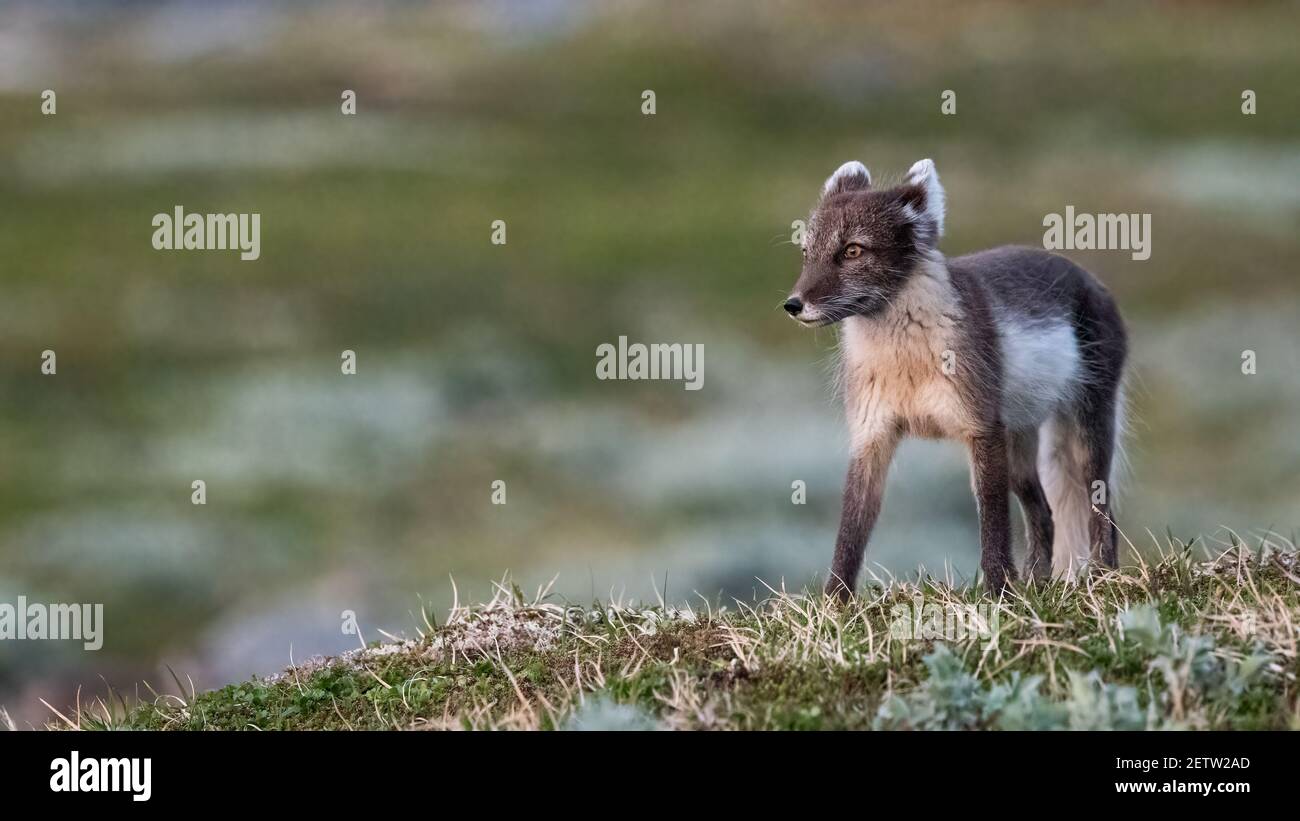 Arctic fox (gulpes lagopus) portrait with negative space Stock Photo ...