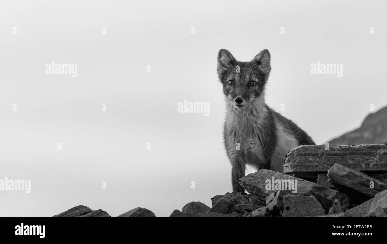 Arctic fox (gulpes lagopus) portrait with negative space Stock Photo ...