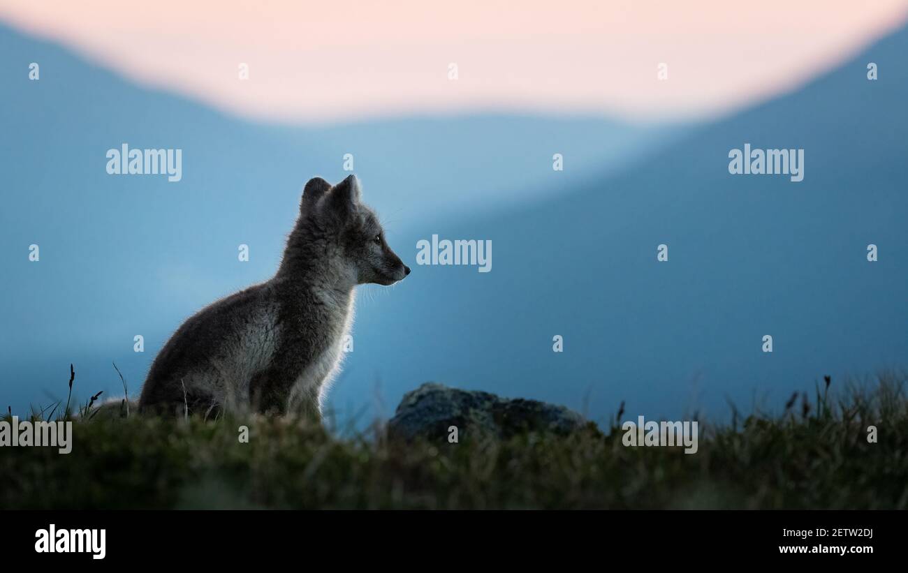Arctic fox (gulpes lagopus) portrait with negative space Stock Photo ...