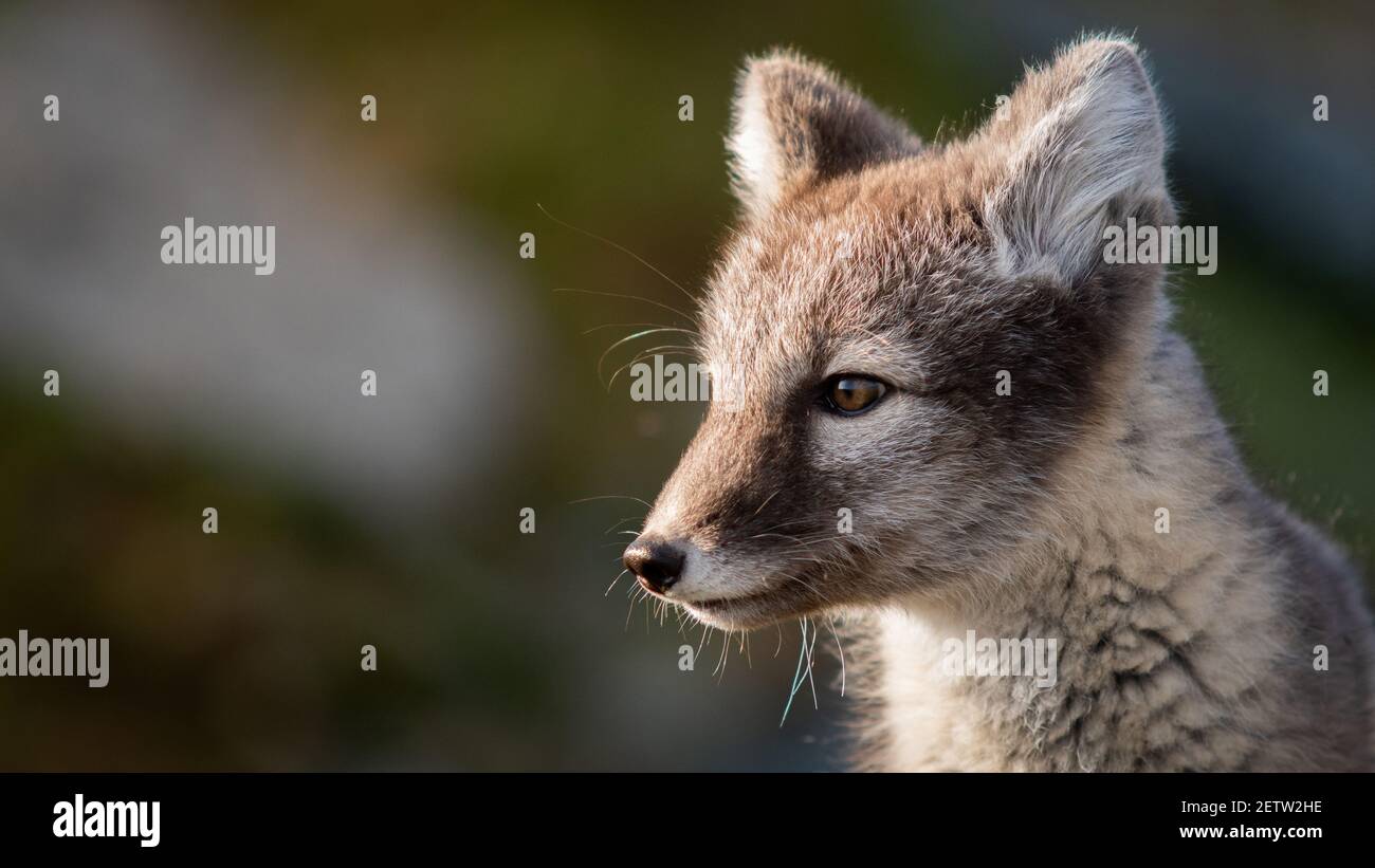 Arctic fox (gulpes lagopus) portrait with negative space Stock Photo ...