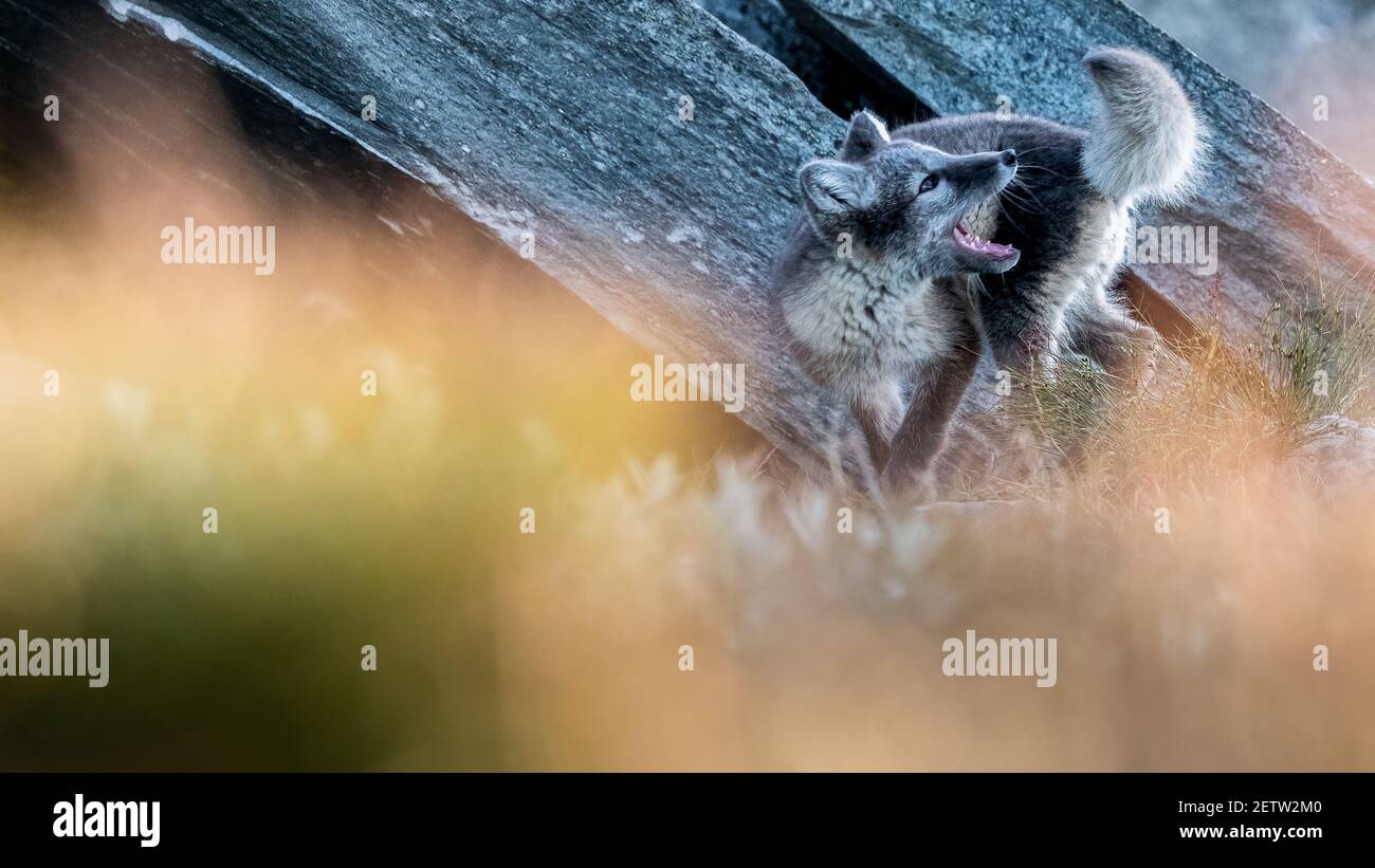 Arctic fox (gulpes lagopus) portrait with negative space Stock Photo ...