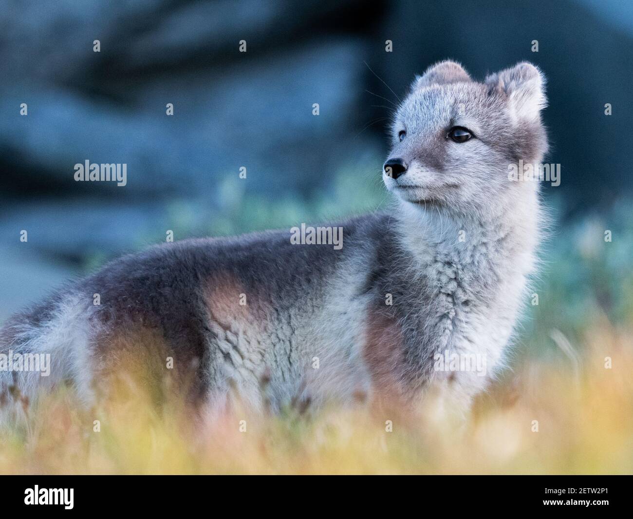 Arctic fox (gulpes lagopus) portrait with negative space Stock Photo ...