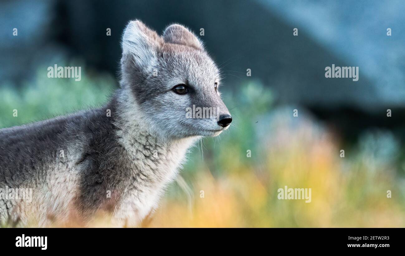 Arctic fox (gulpes lagopus) portrait with negative space Stock Photo ...
