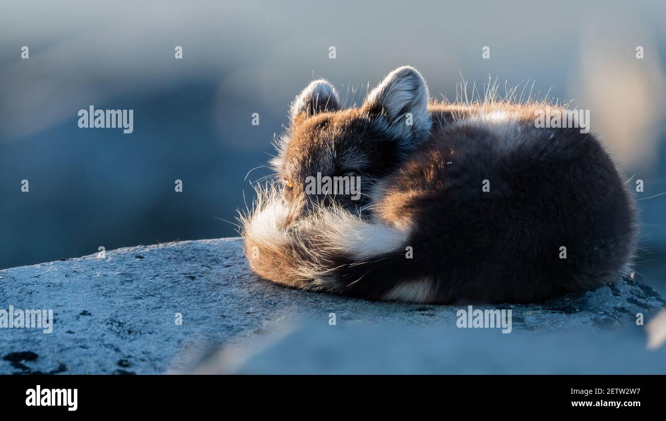 Arctic fox (gulpes lagopus) portrait with negative space Stock Photo ...