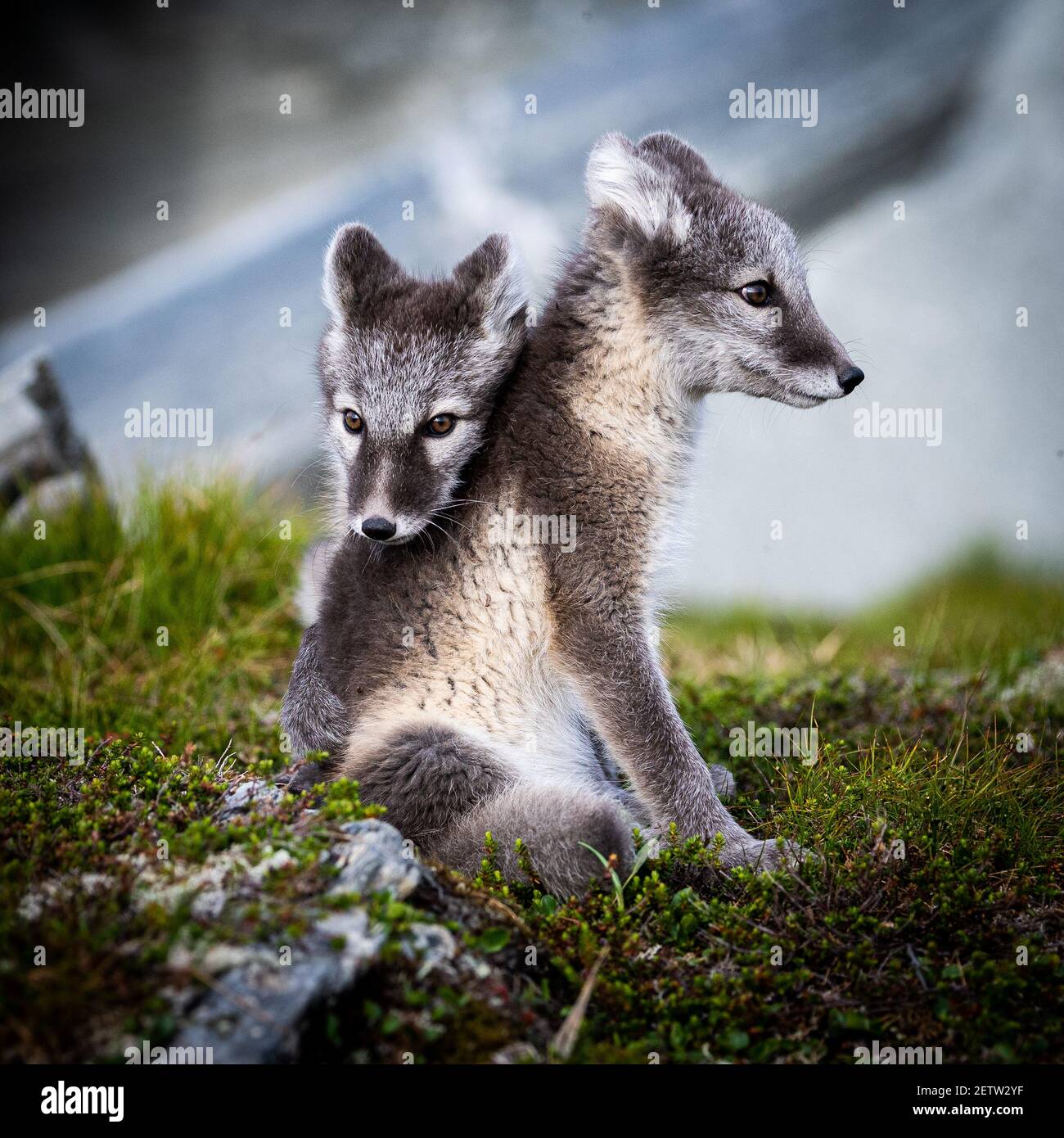 Arctic fox (gulpes lagopus) portrait with negative space Stock Photo ...