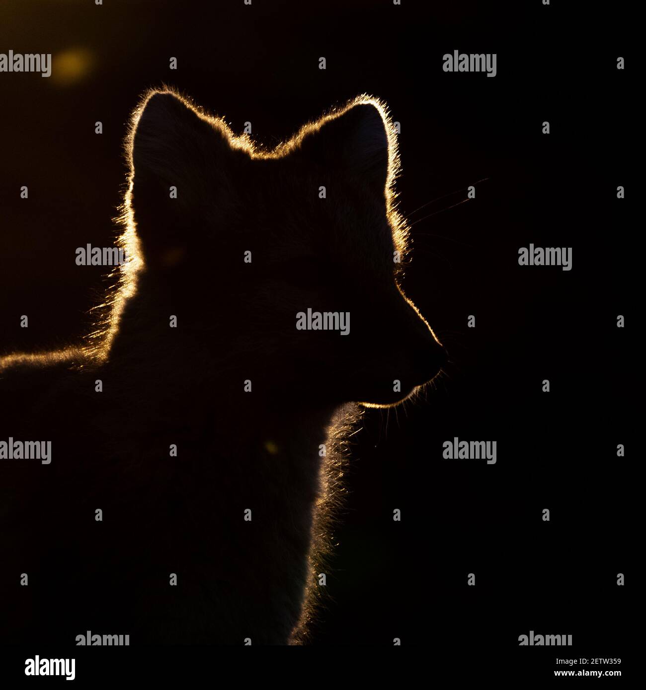 Arctic fox (gulpes lagopus) portrait with negative space Stock Photo ...