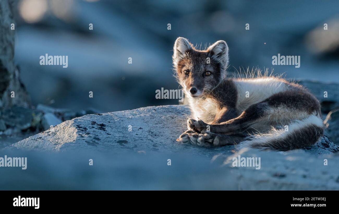 Arctic fox (gulpes lagopus) portrait with negative space Stock Photo ...