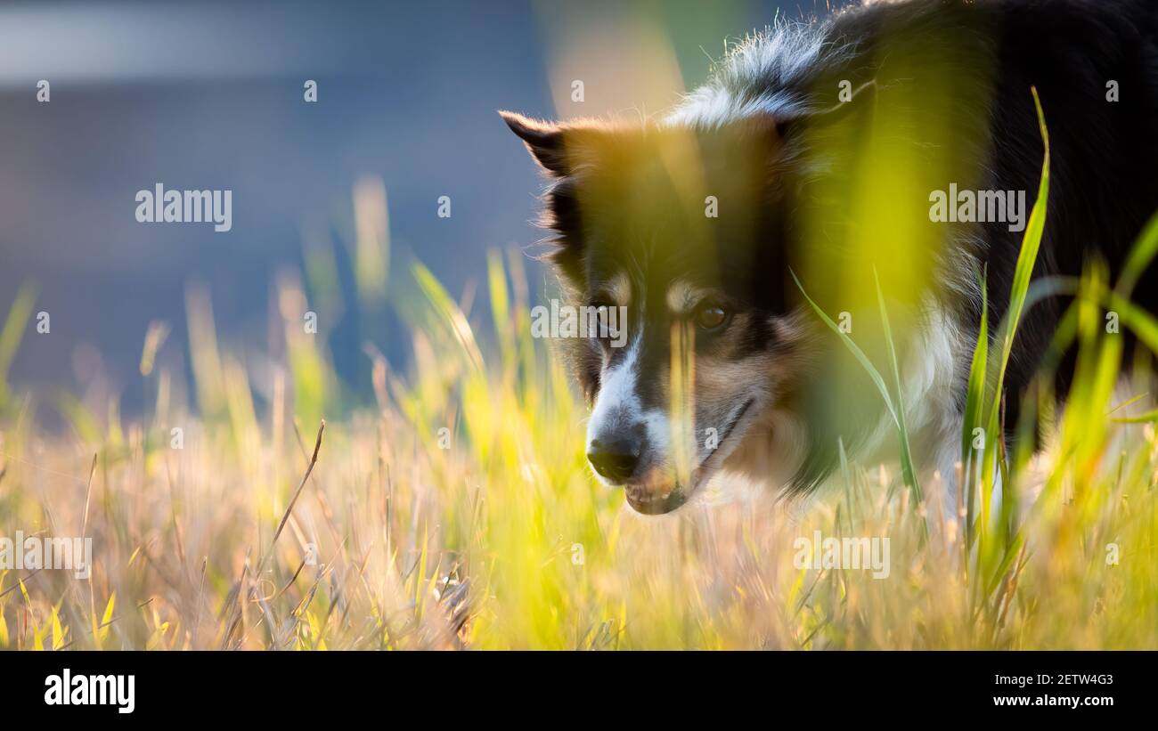 Border Collie portrait with negative space Stock Photo - Alamy