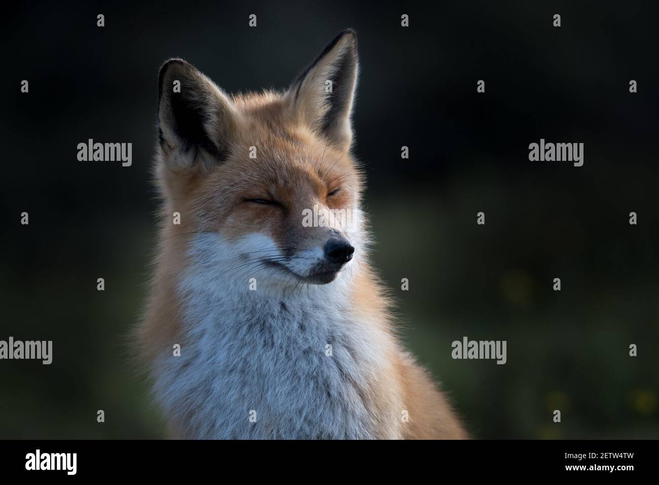 Red fox enjoys the sun, photographed in the dunes of the Netherlands ...