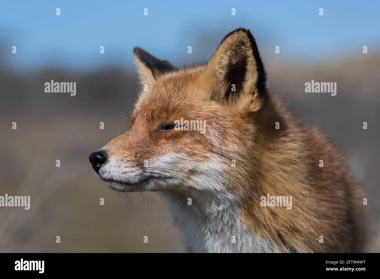 Red fox enjoys the sun, photographed in the dunes of the Netherlands ...