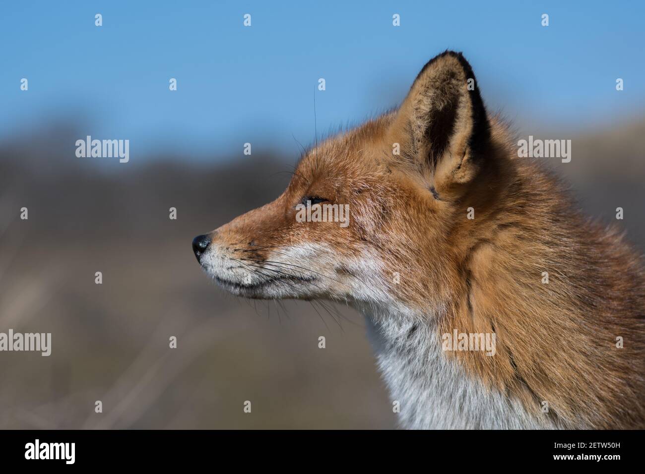Red fox enjoys the sun, photographed in the dunes of the Netherlands ...
