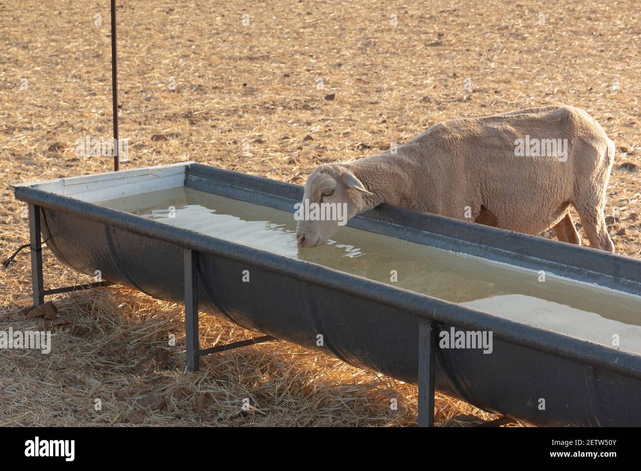 Sheep drinking in a pool in a dry cereal field in southern Andalusia ...