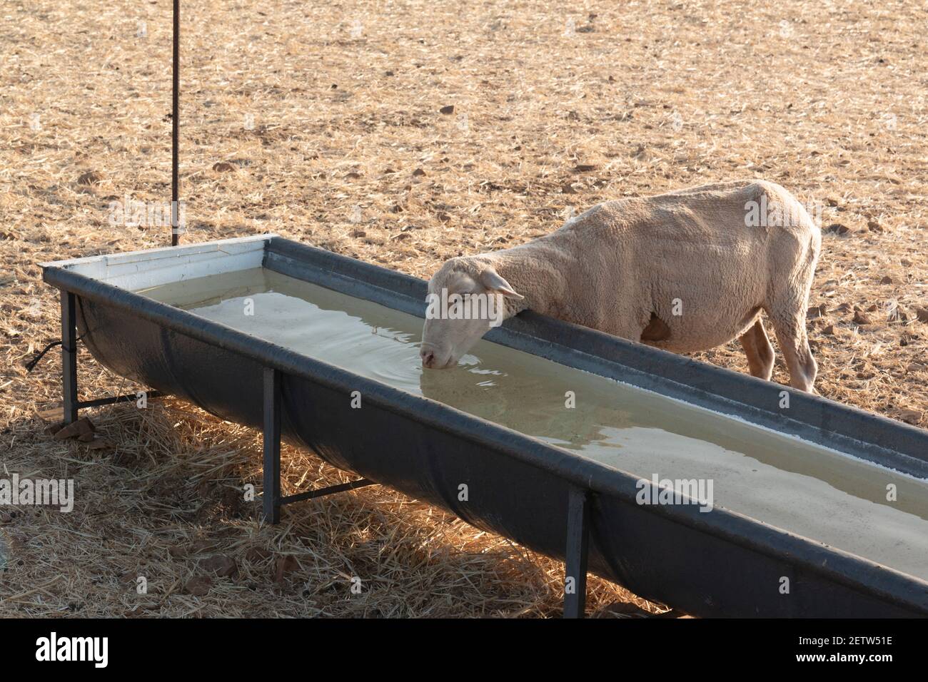 Sheep drinking in a pool in a dry cereal field in southern Andalusia ...