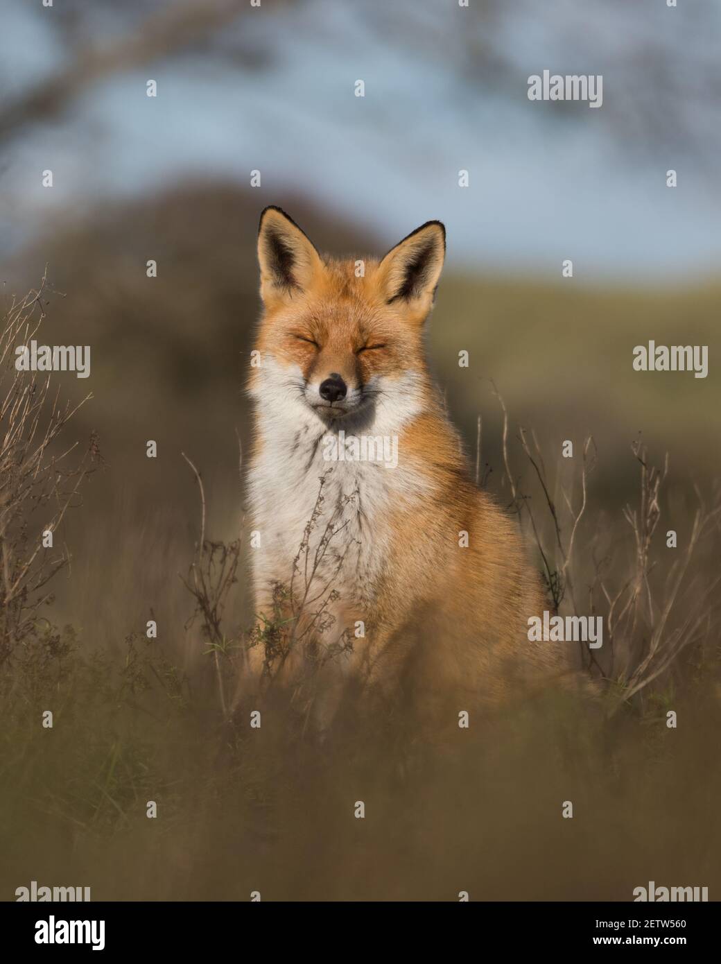 Czech netherlands hi-res stock photography and images - Alamy