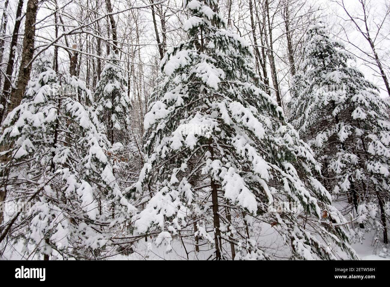 Snowy winter forest scene Stock Photo - Alamy