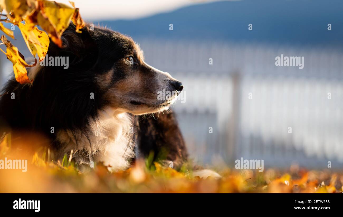 Border Collie portrait with negative space Stock Photo - Alamy