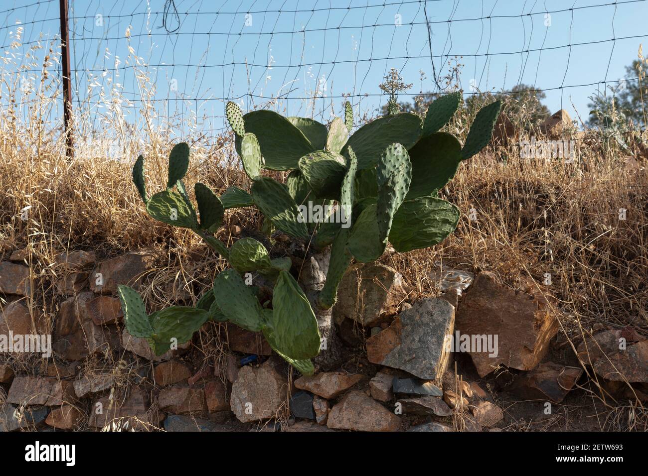 Dry cactus in an Andalusian village in southern Spain Stock Photo - Alamy