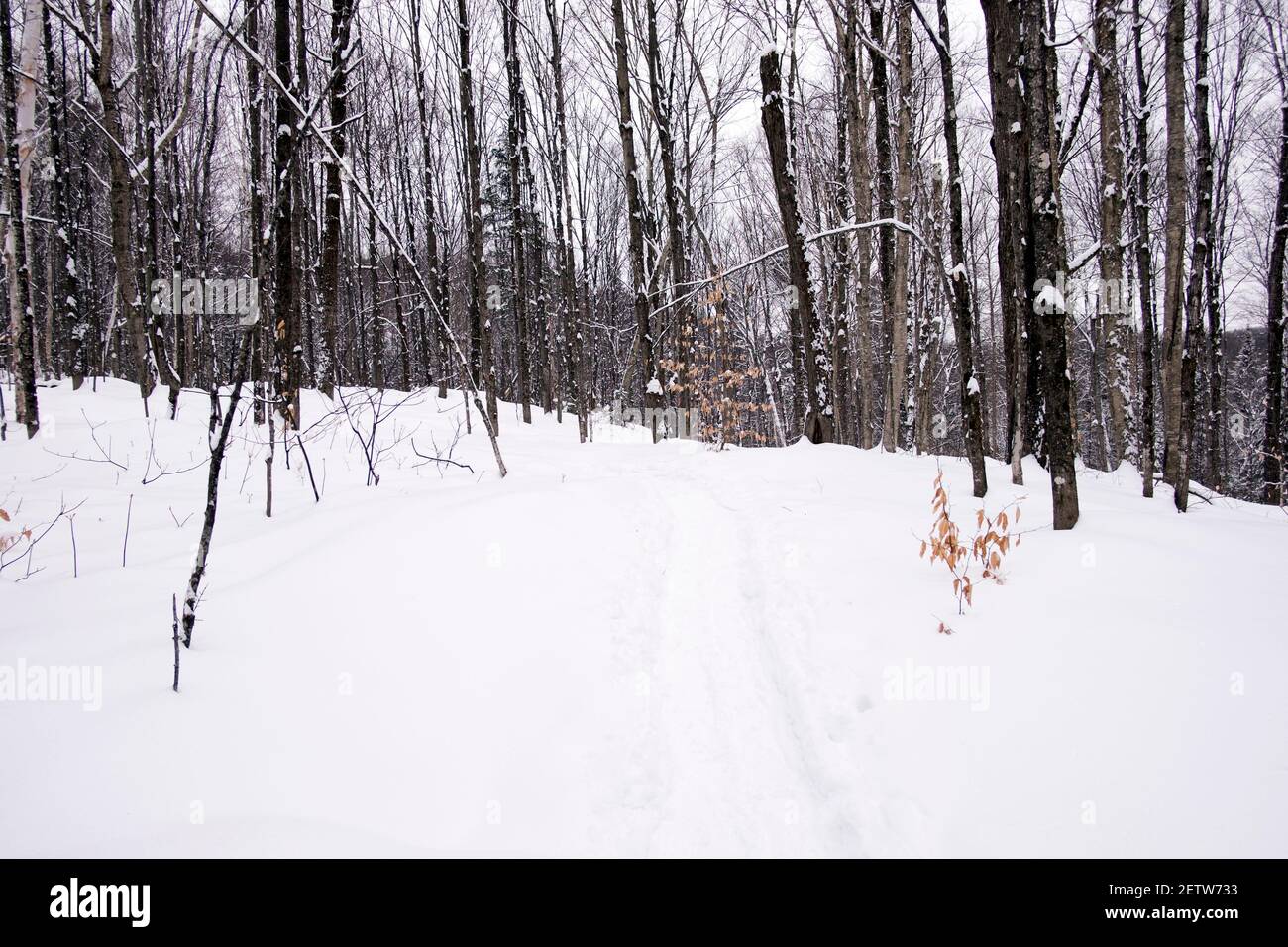 Snowy winter forest scene Stock Photo - Alamy