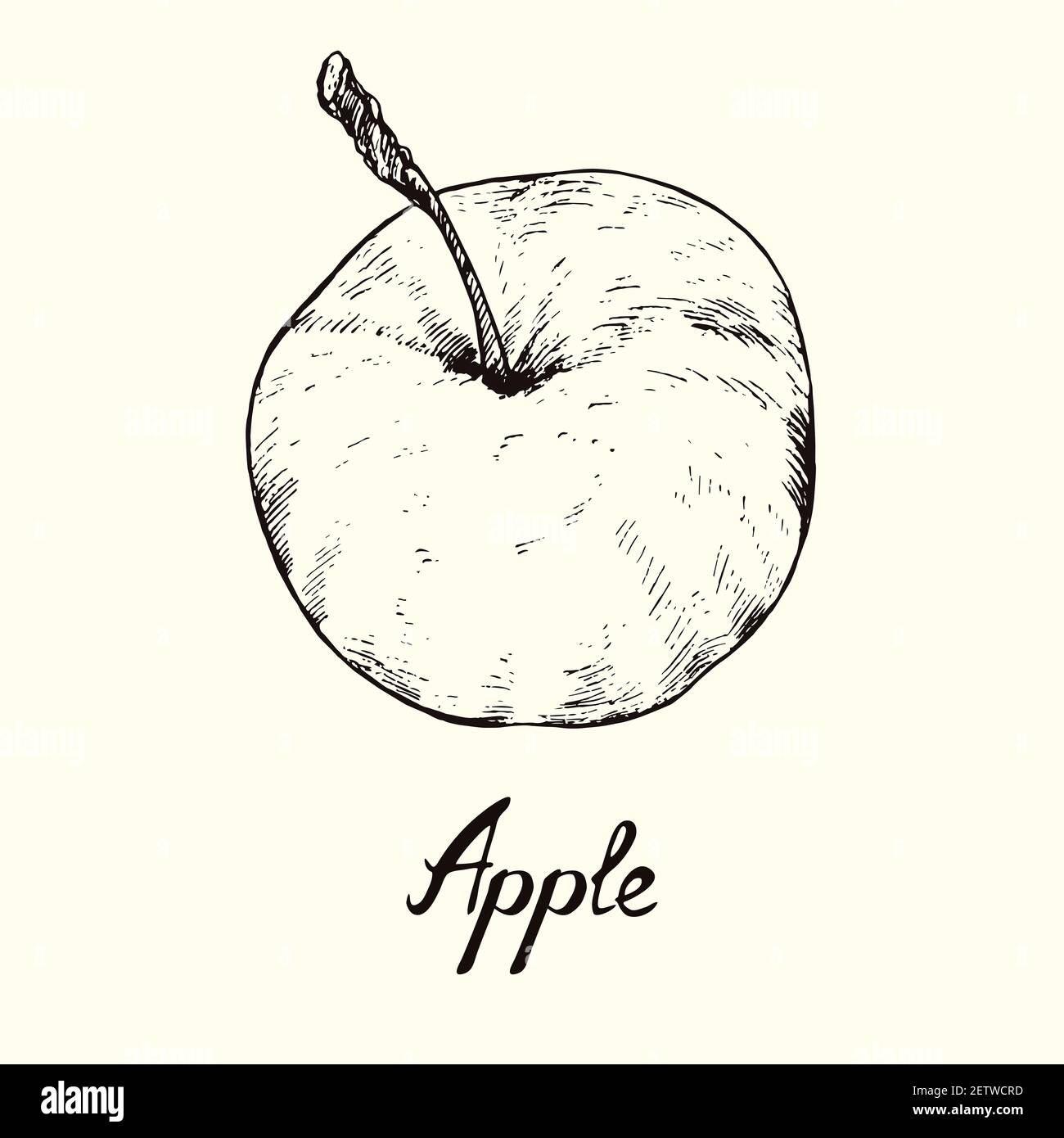 Apple top view, outline simple doodle drawing with inscription, gravure ...