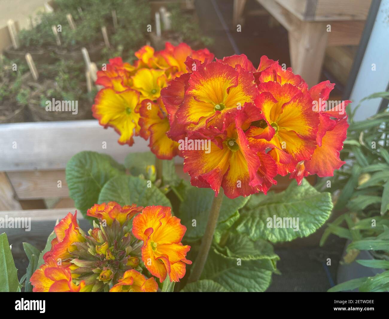 Spring Flowering Bright Orange and Yellow Flower Heads on a Polyanthus ...