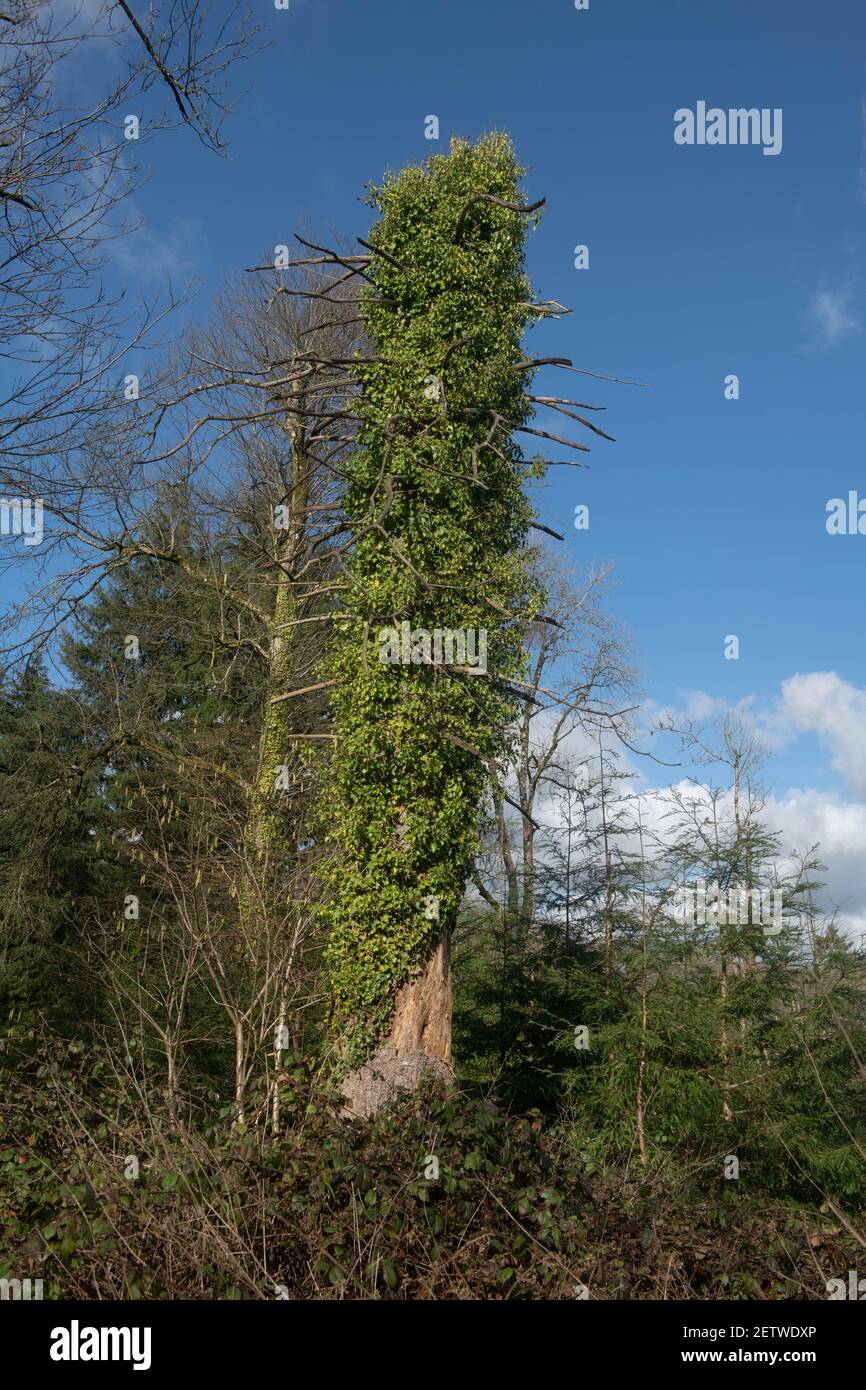 Wild Ivy (Hedera helix) Growing Up and Over a Dead Tree Trunk on a ...