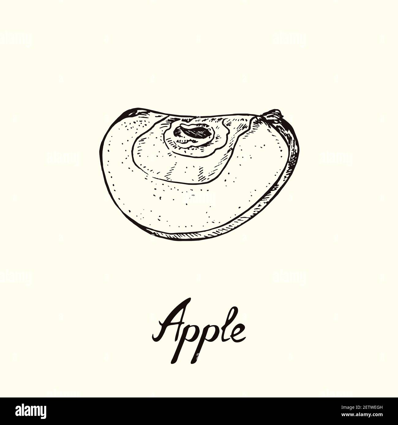 Apple cut slice, outline simple doodle drawing with inscription ...