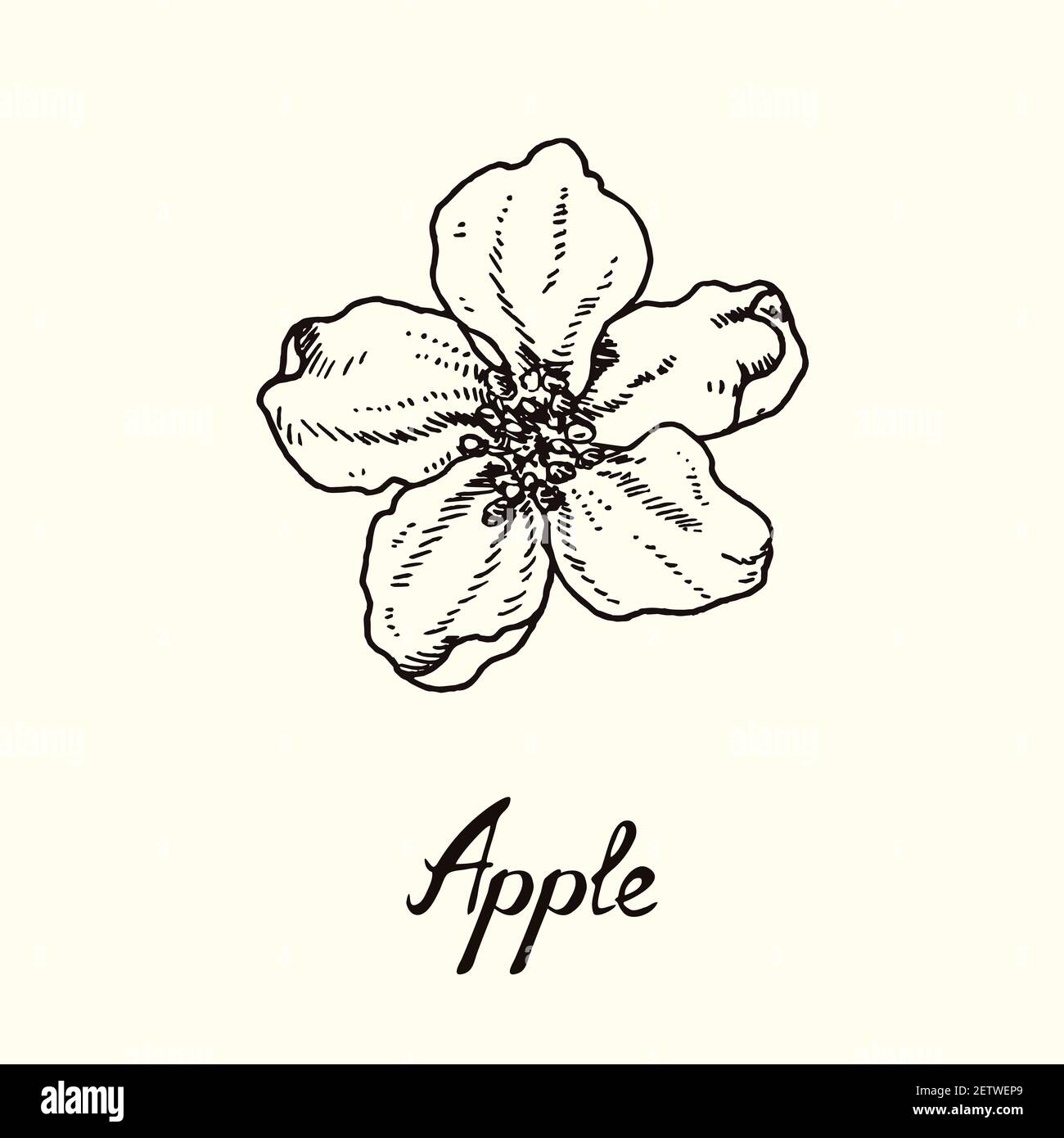 Apple Blossom Drawing