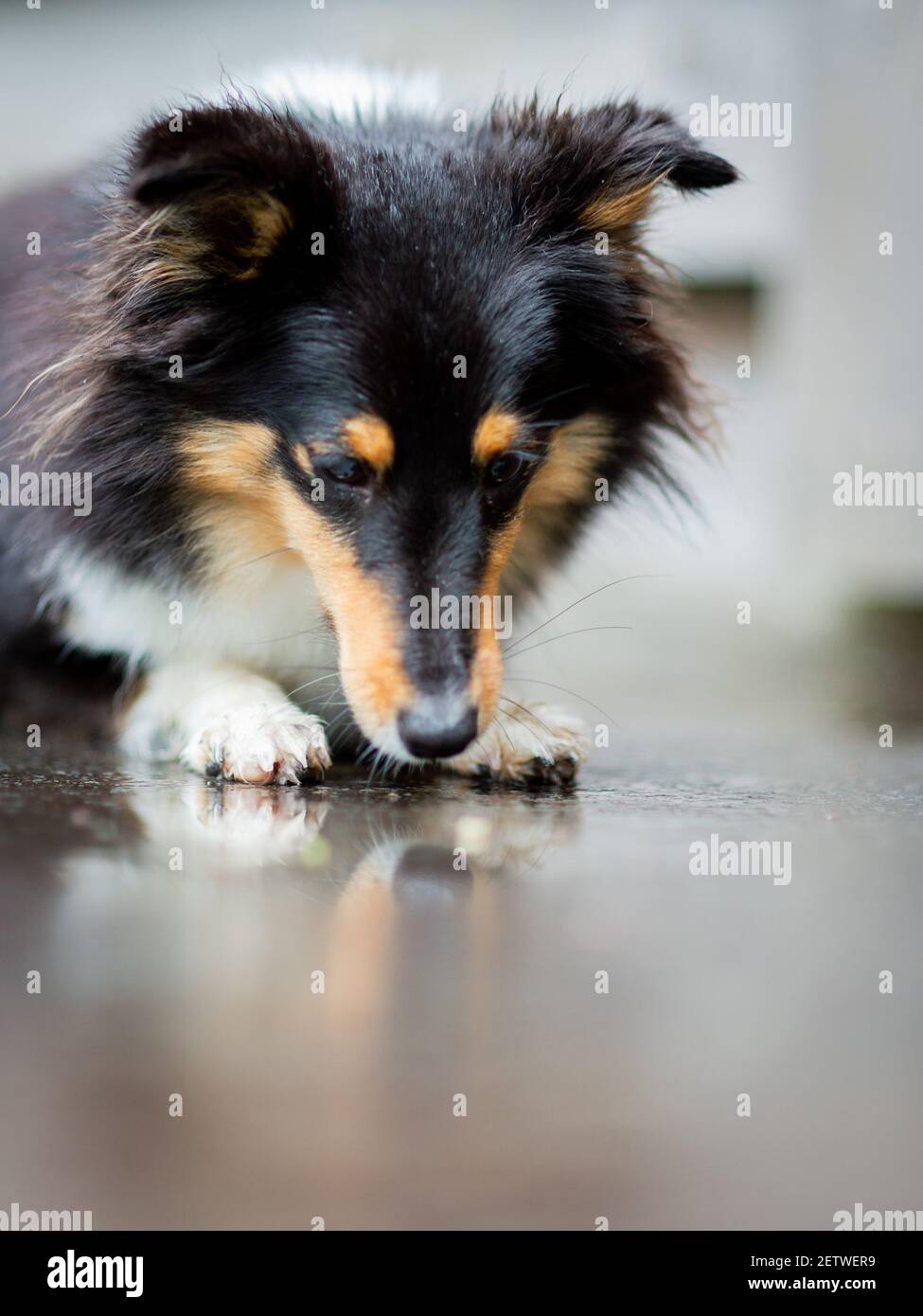 Negative space dog hi-res stock photography and images - Alamy