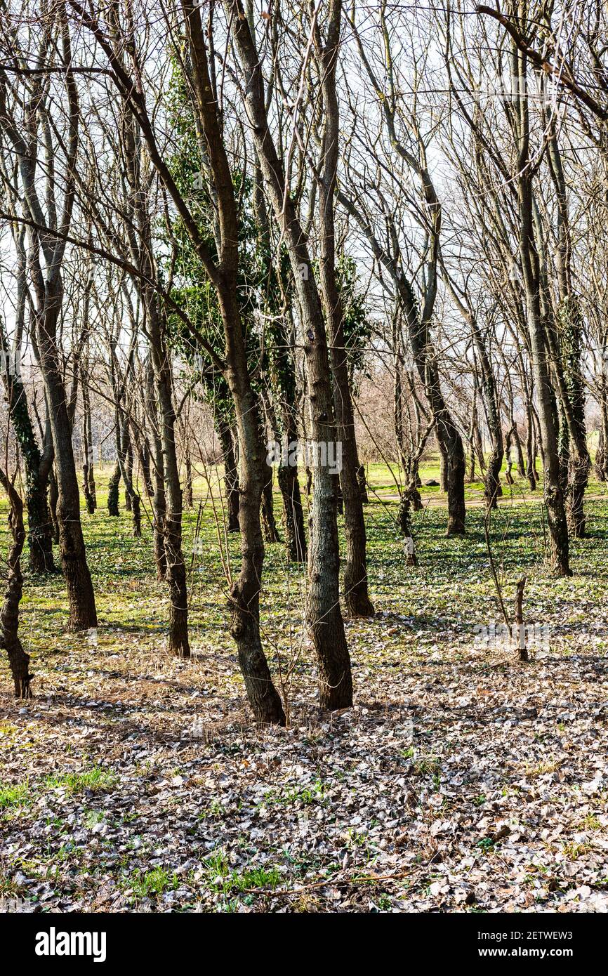Tree trunks in a dense forest, way through rows of trees Stock Photo ...