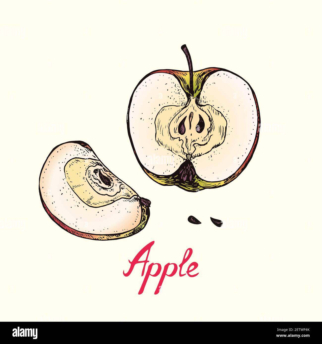 Apple cut half, slice and seeds, drawing with inscription, colorful ...