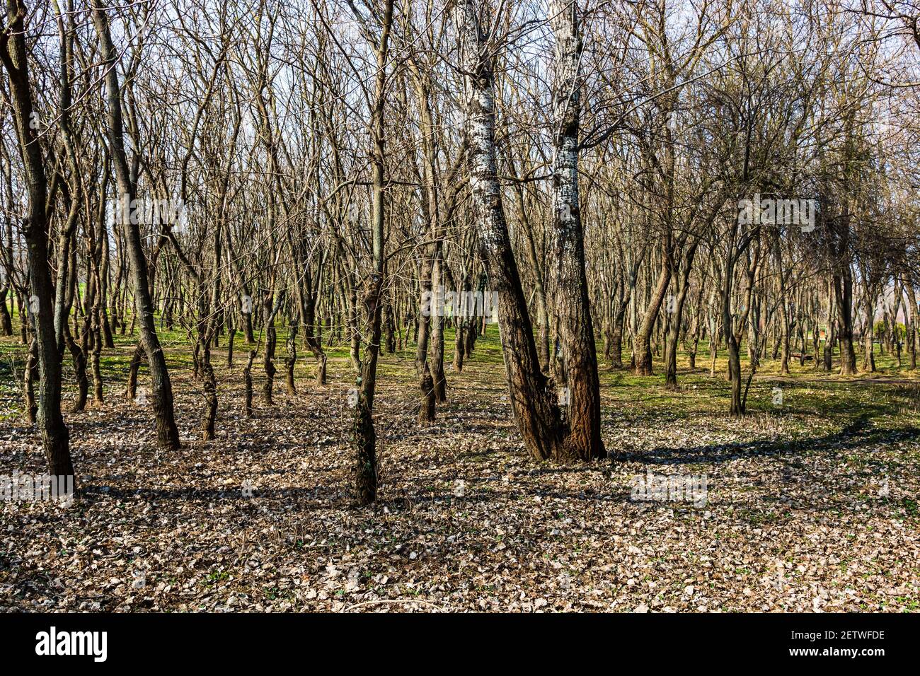 Tree trunks in a dense forest, way through rows of trees Stock Photo ...