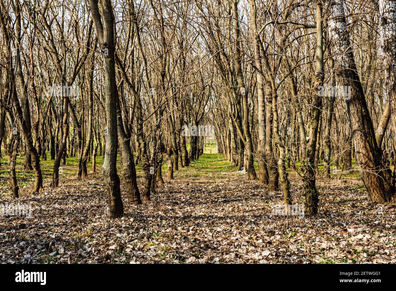 Tree trunks in a dense forest, way through rows of trees Stock Photo ...