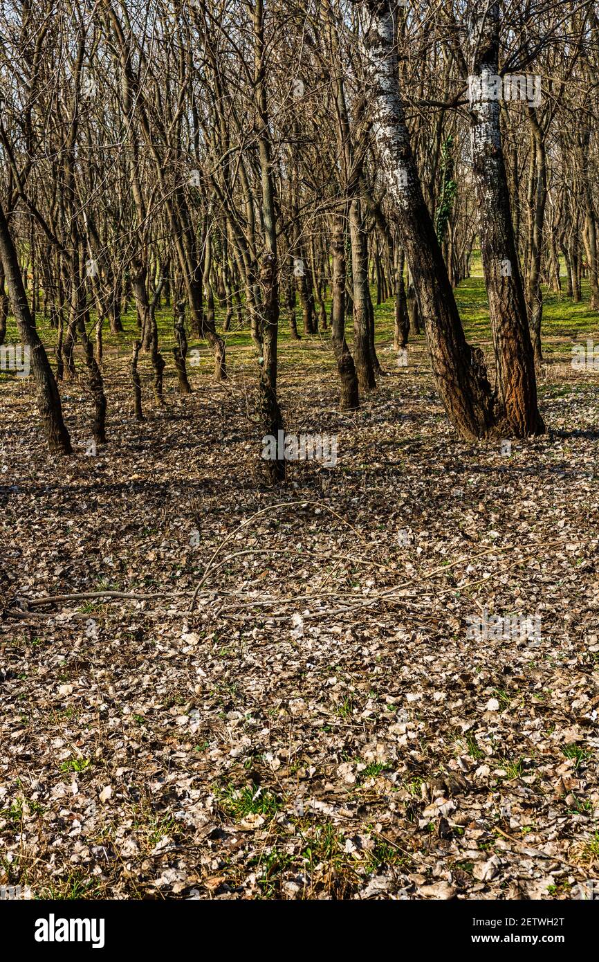 Tree trunks in a dense forest, way through rows of trees Stock Photo ...