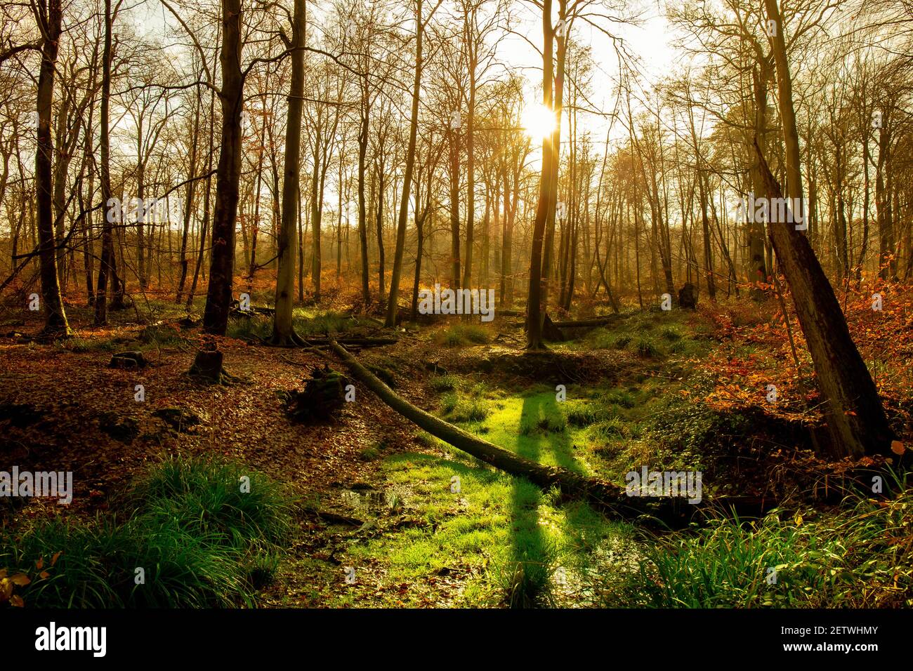 Aquatic delight hi-res stock photography and images - Alamy