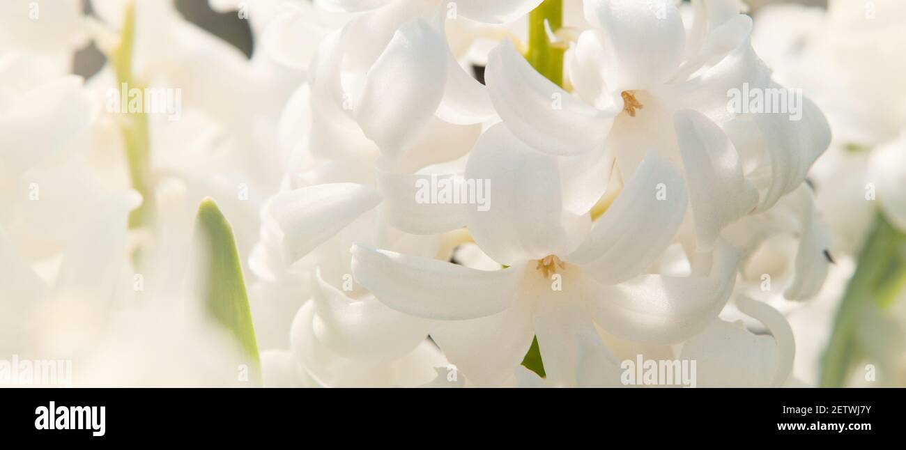 Banner of a close-up of a white hyacinth flower Stock Photo - Alamy