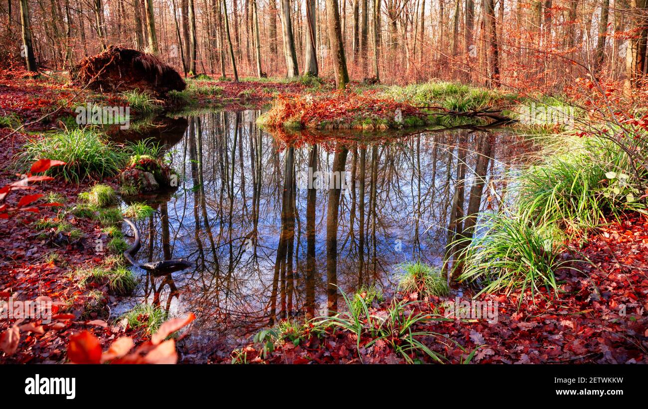 Paradise pond hi-res stock photography and images - Alamy