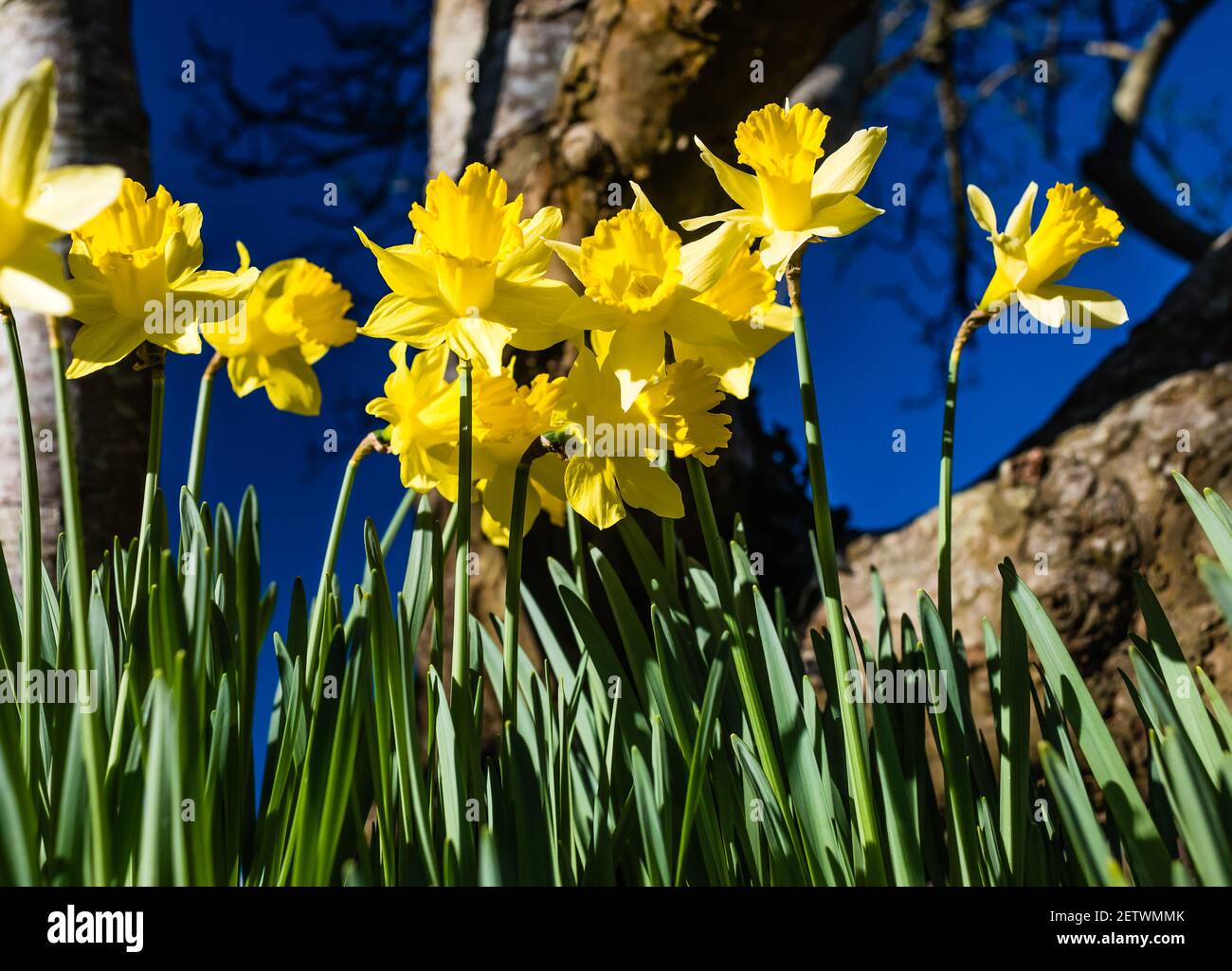 Early Daffodils growing in a Country Garden Stock Photo - Alamy