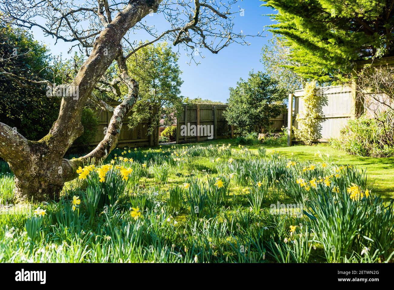 Early Daffodils growing in a Country Garden Stock Photo - Alamy