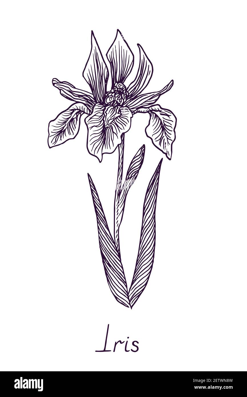 Simple Iris Flower Drawing