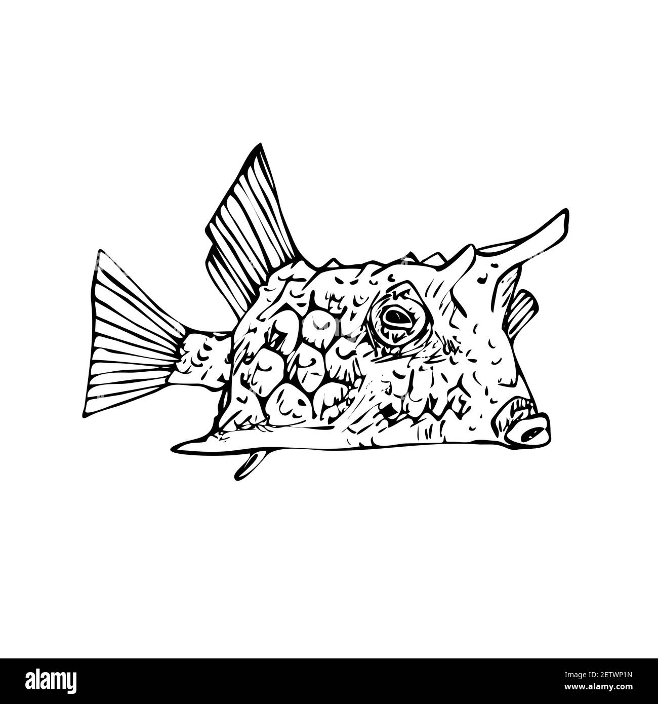 Longhorn cowfish (Lactoria cornuta) or horned boxfish, ink doodle ...