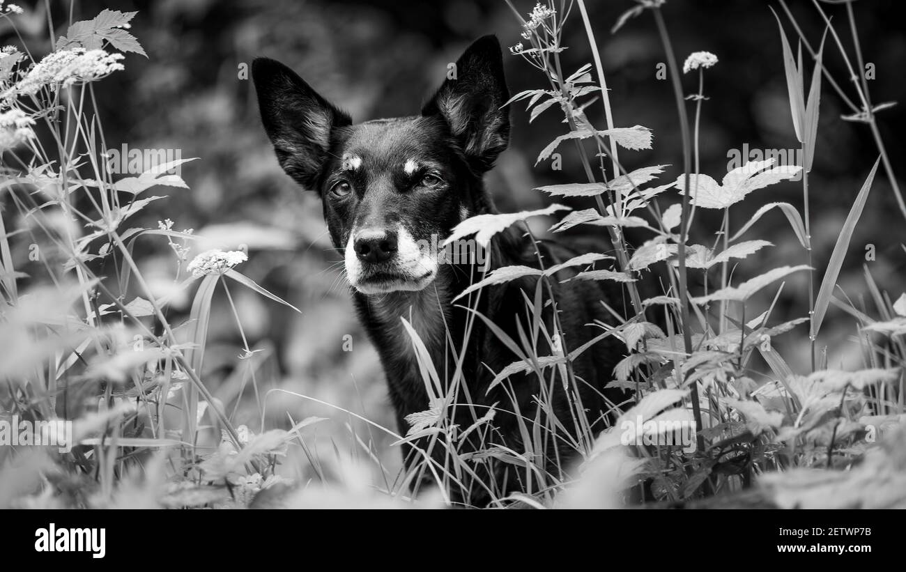Dog portrait with negative space, eye contact Stock Photo - Alamy