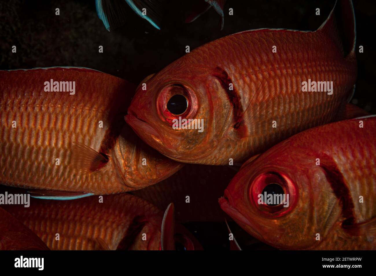 Blackbar soldierfish (Myripristis jacobus) on the reef off the island ...