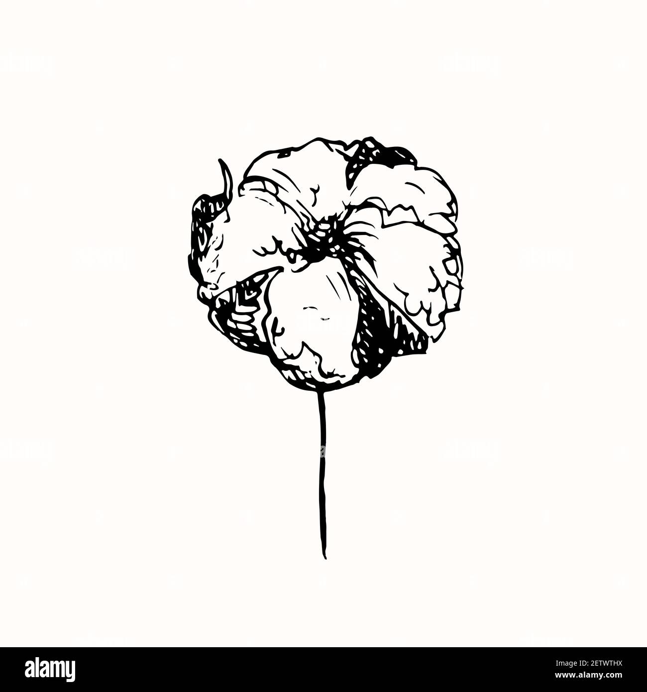 Cotton plant bud ready for harvest, doodle ink drawing, woodcut style ...