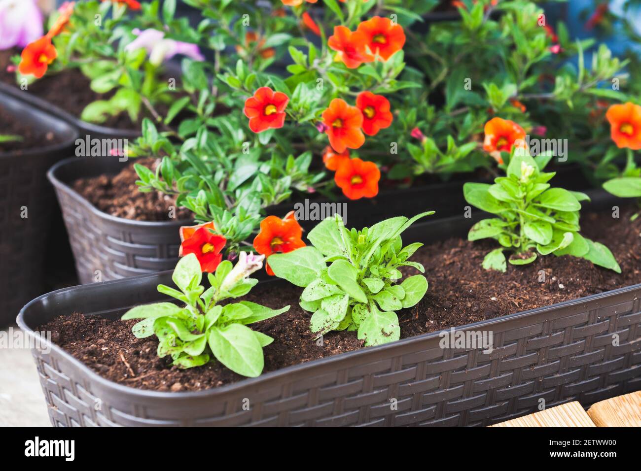 Calibrachoa and petunia seedlings with colorful flowers are in ...